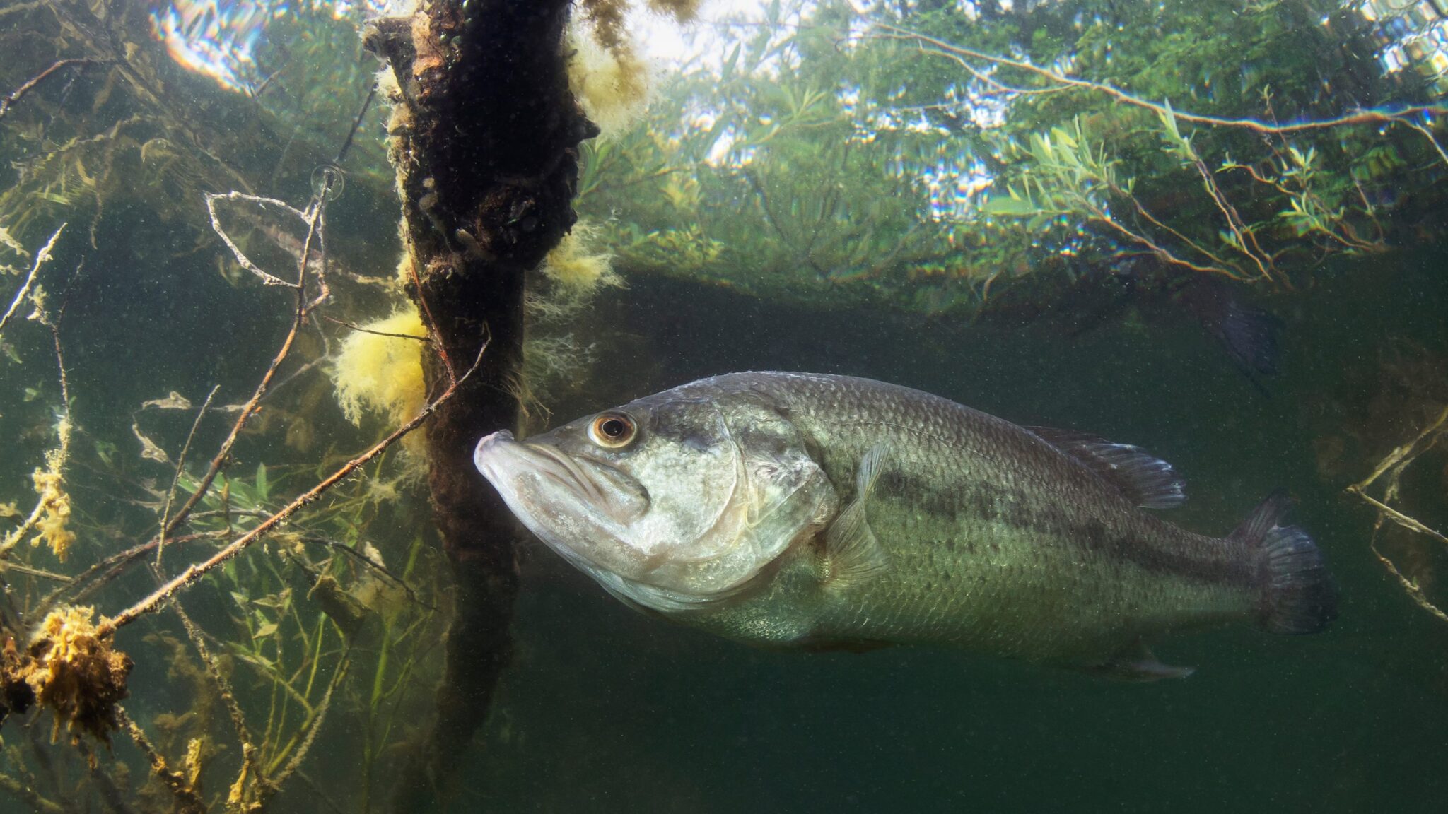 Understanding the Life Cycle of Bass - 247 Bass